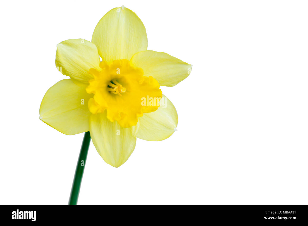 Single narcissus flower isolated on a white background Stock Photo - Alamy