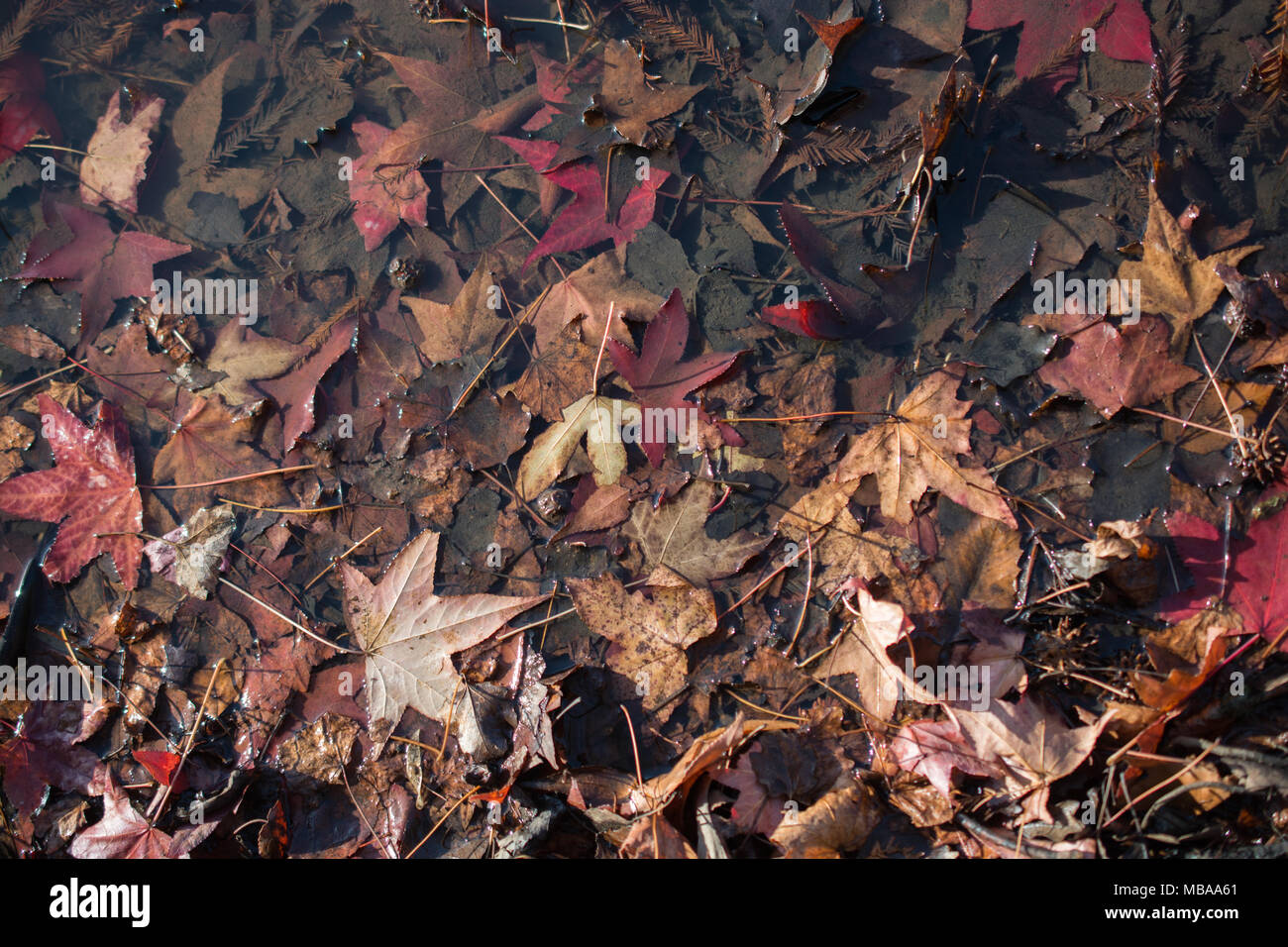 Texture background of autumn season with leaves Stock Photo - Alamy