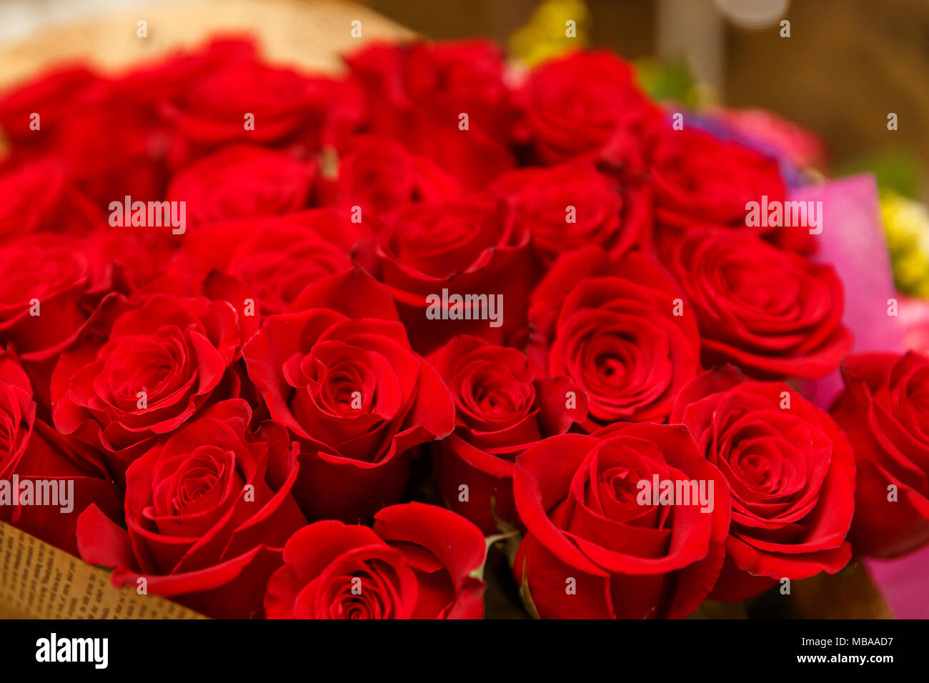 Bouquet of many red roses Stock Photo - Alamy