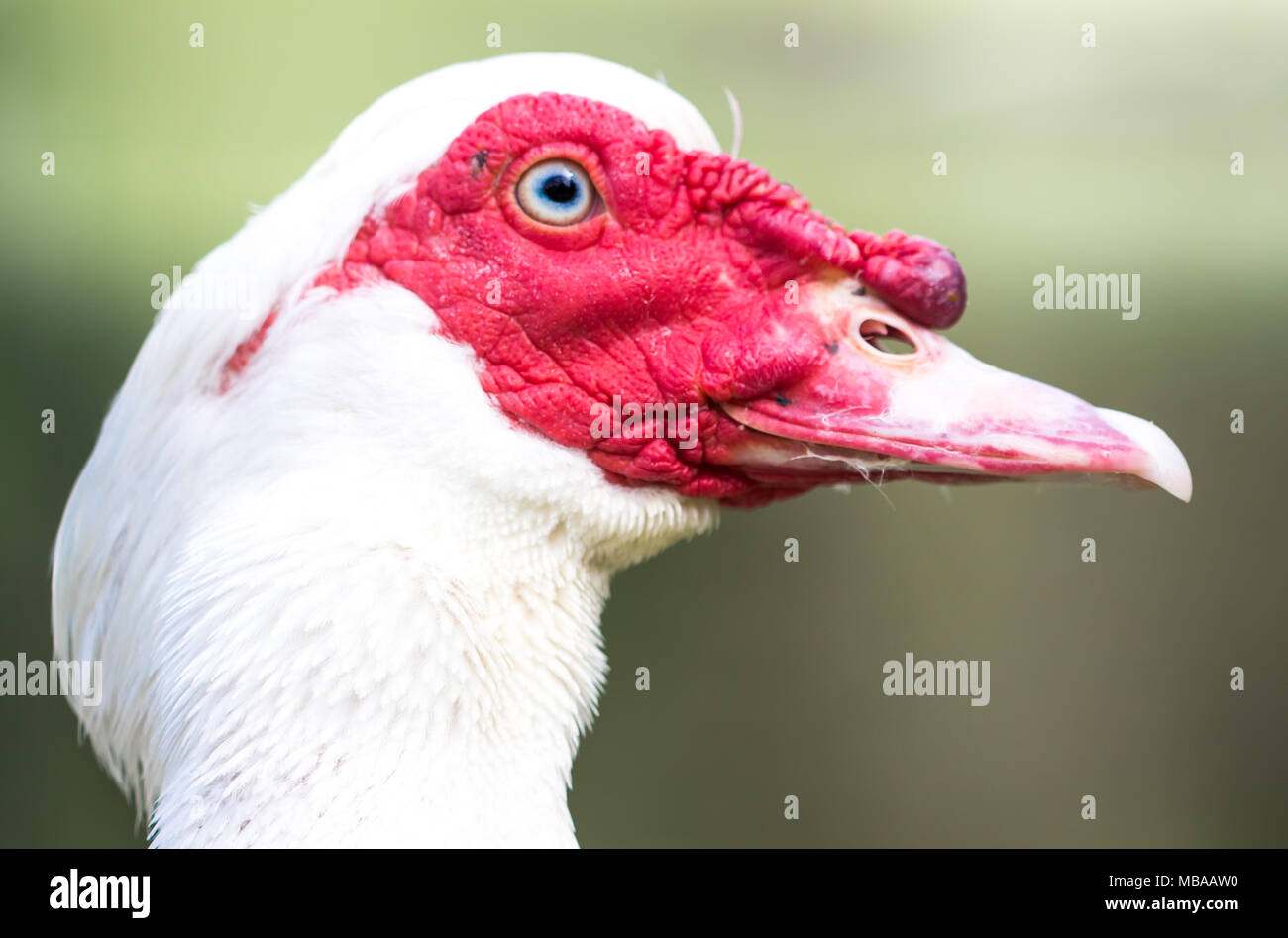 white duck with bright red face Stock Photo - Alamy