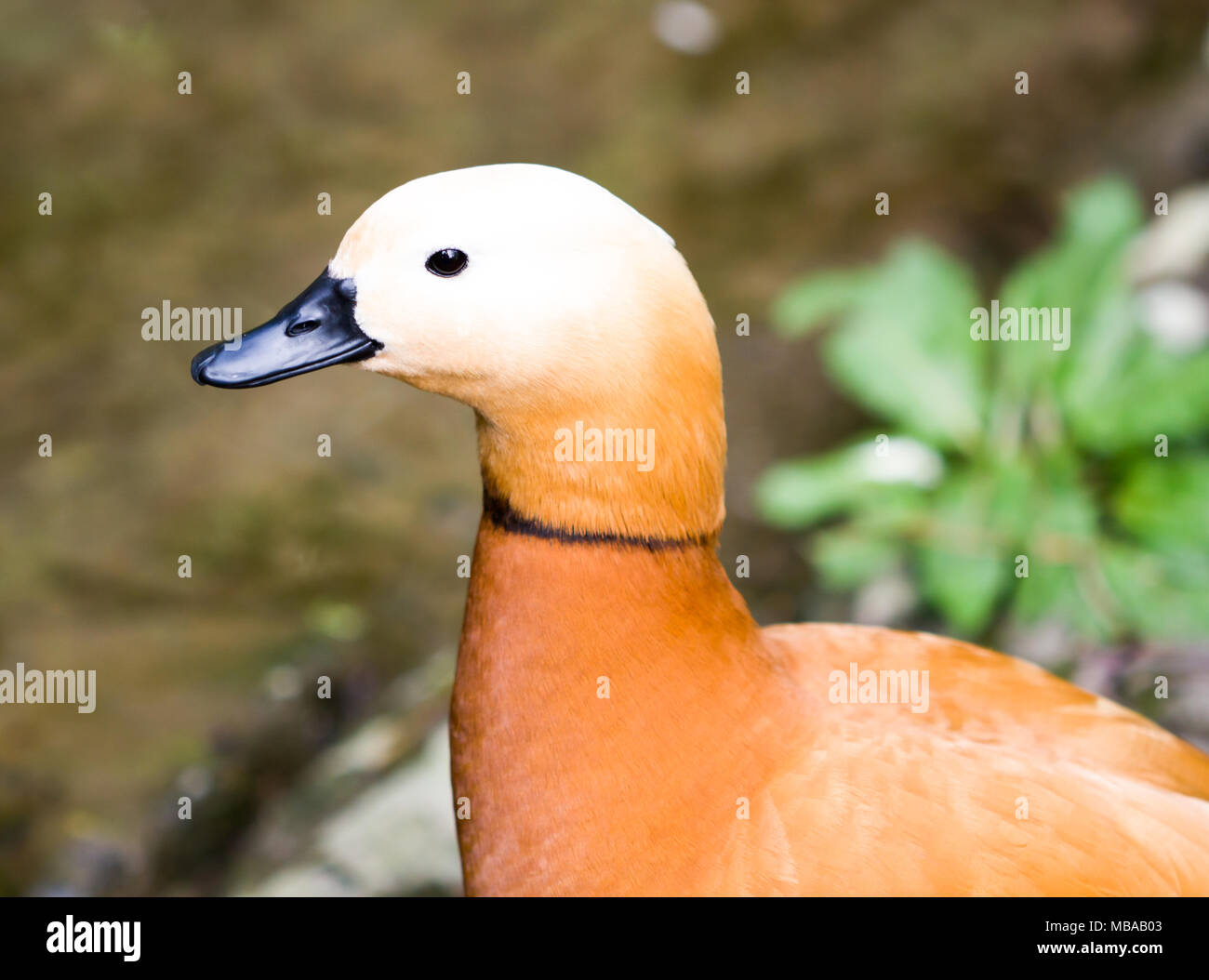 Bantam duck hi-res stock photography and images - Alamy