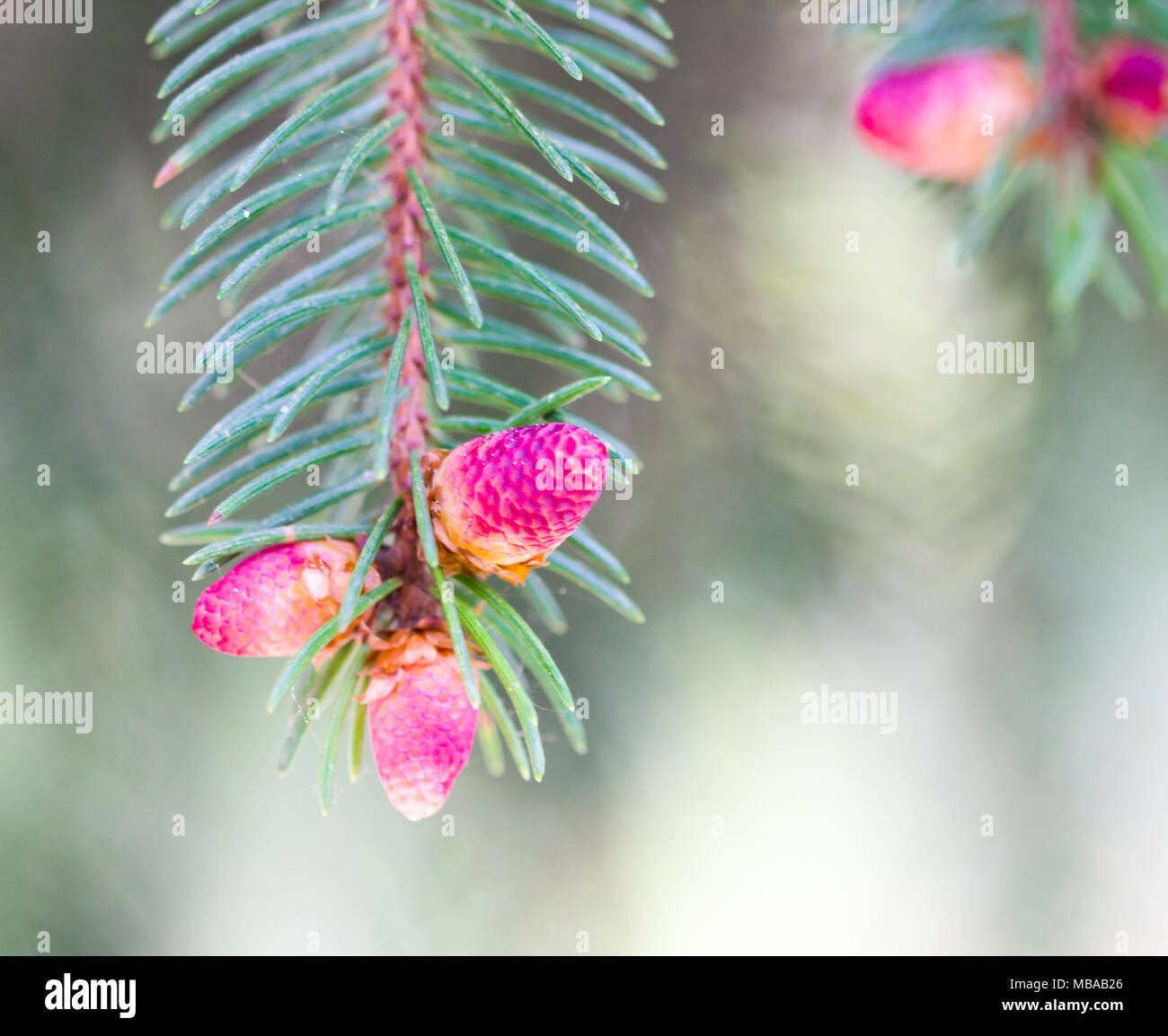 Christmas red flower evergreen hi-res stock photography and images - Alamy