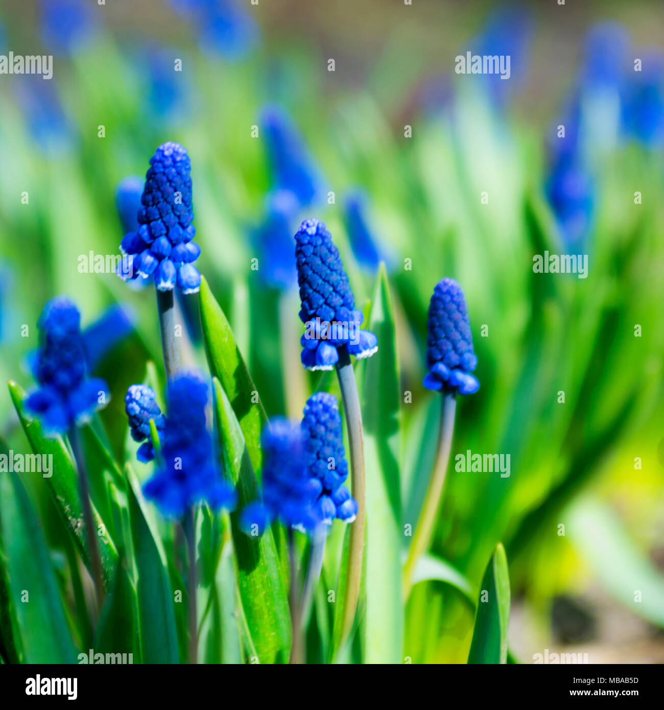 Grape hyacinth muscari armeniacum keukenhof hi-res stock photography ...