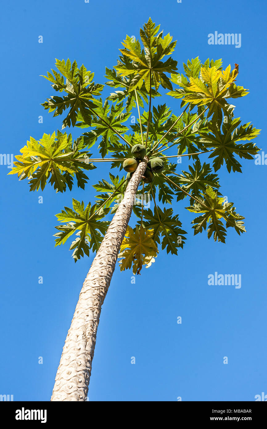 Papaya tree from Madagascar with fruits Stock Photo - Alamy
