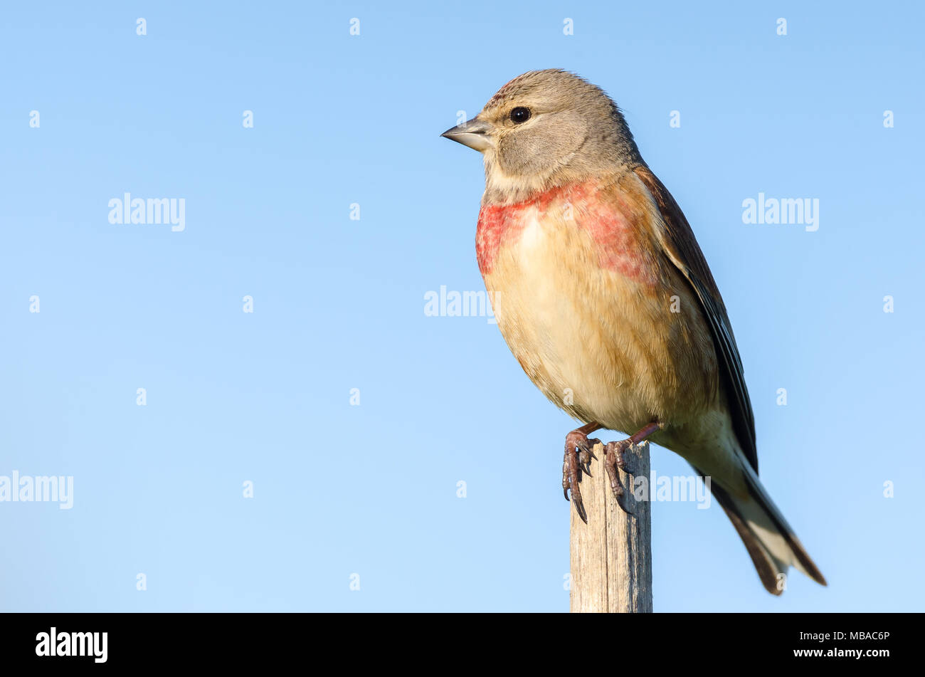Pardillo comun hi-res stock photography and images - Alamy