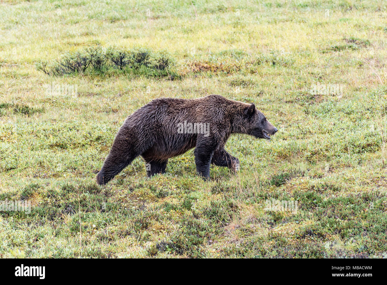 Grizzly bear denali hi-res stock photography and images - Alamy