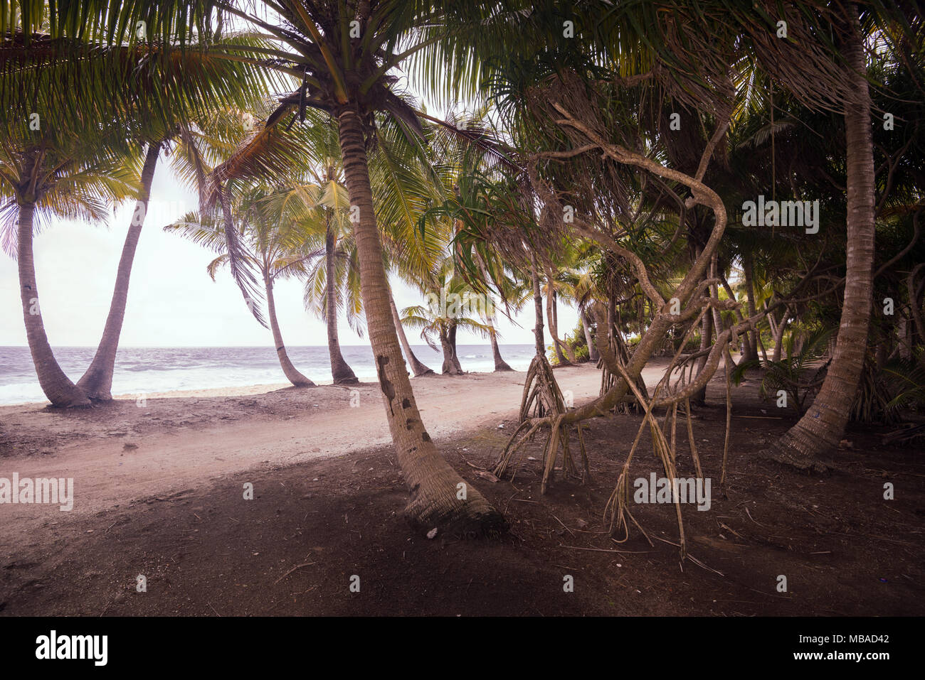 Deserted tropical beach with palm trees Stock Photo - Alamy