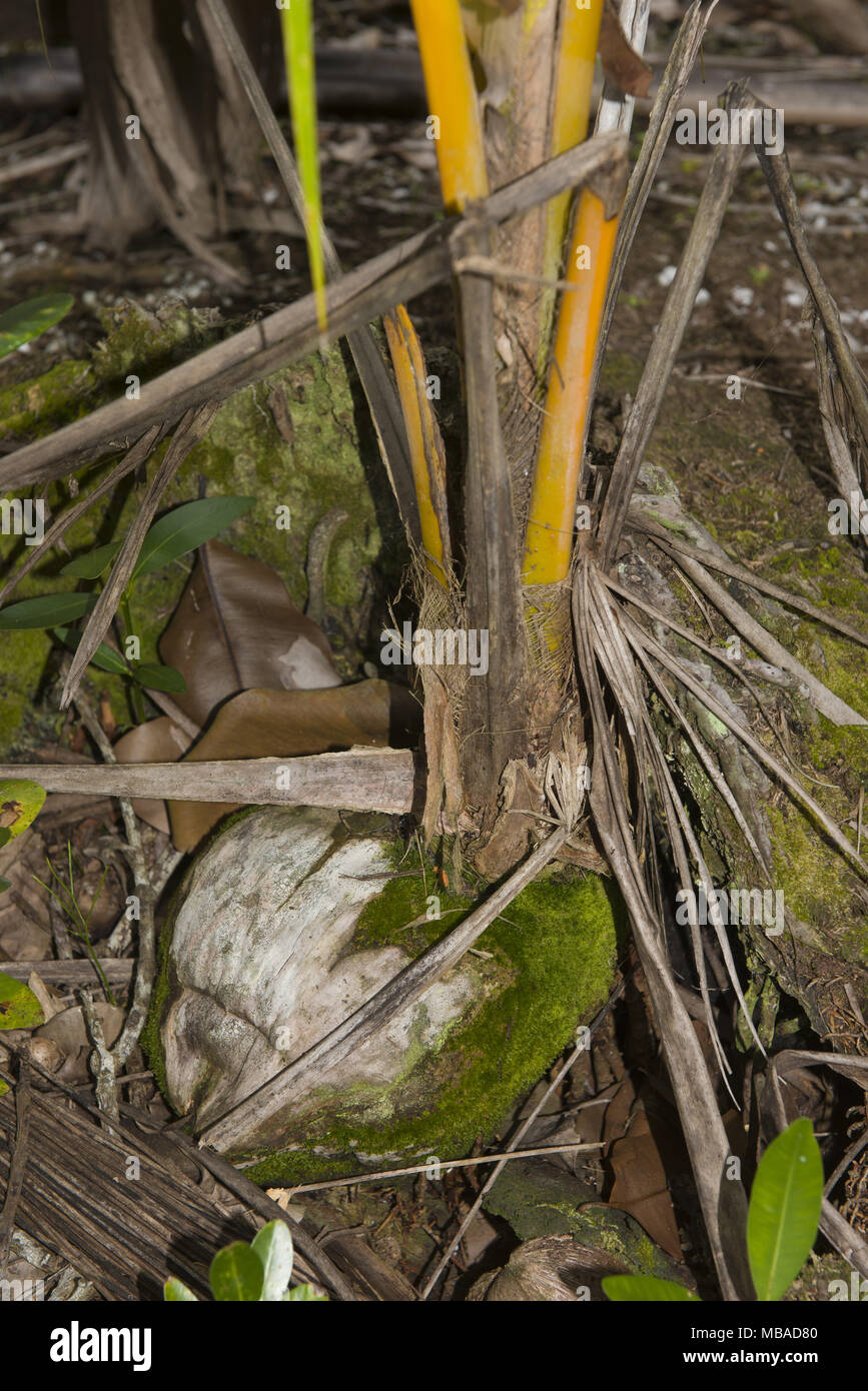 Sprouting coconut, small coconut tree (Cocos nucifera Stock Photo - Alamy