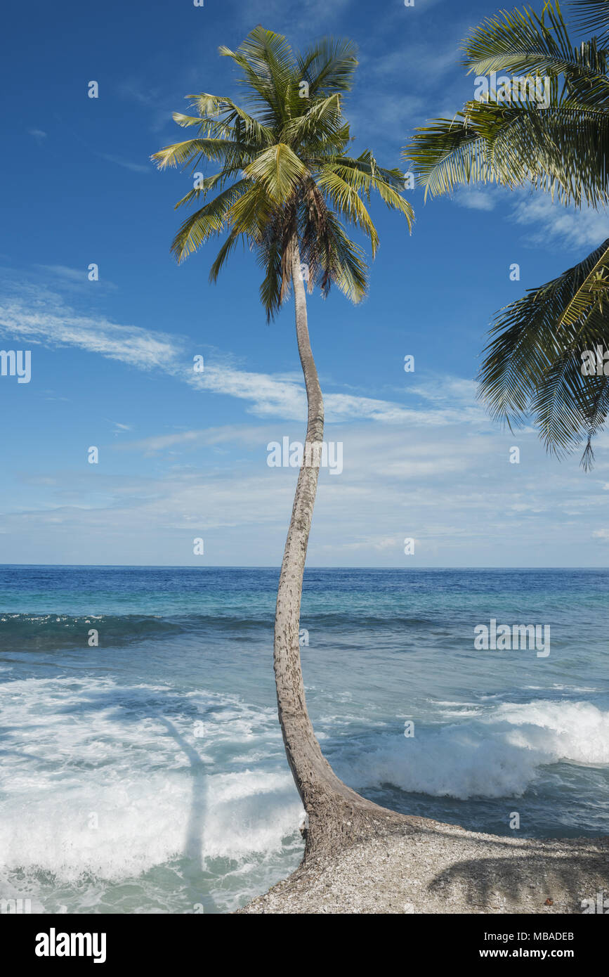 Nature water wave beach tree hi-res stock photography and images - Alamy