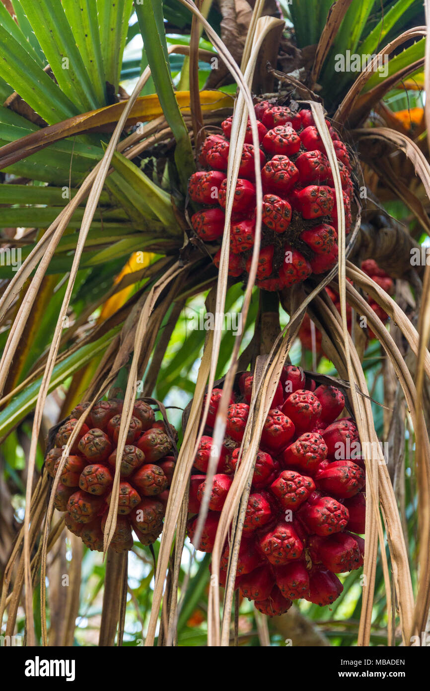 Three red ripe screwpine fruits (Pandanus odorifer) hanging on a branch ...