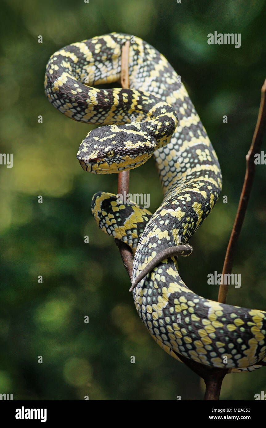 Wagler's pit viper Tropidolaemus wagleri Stock Photo - Alamy