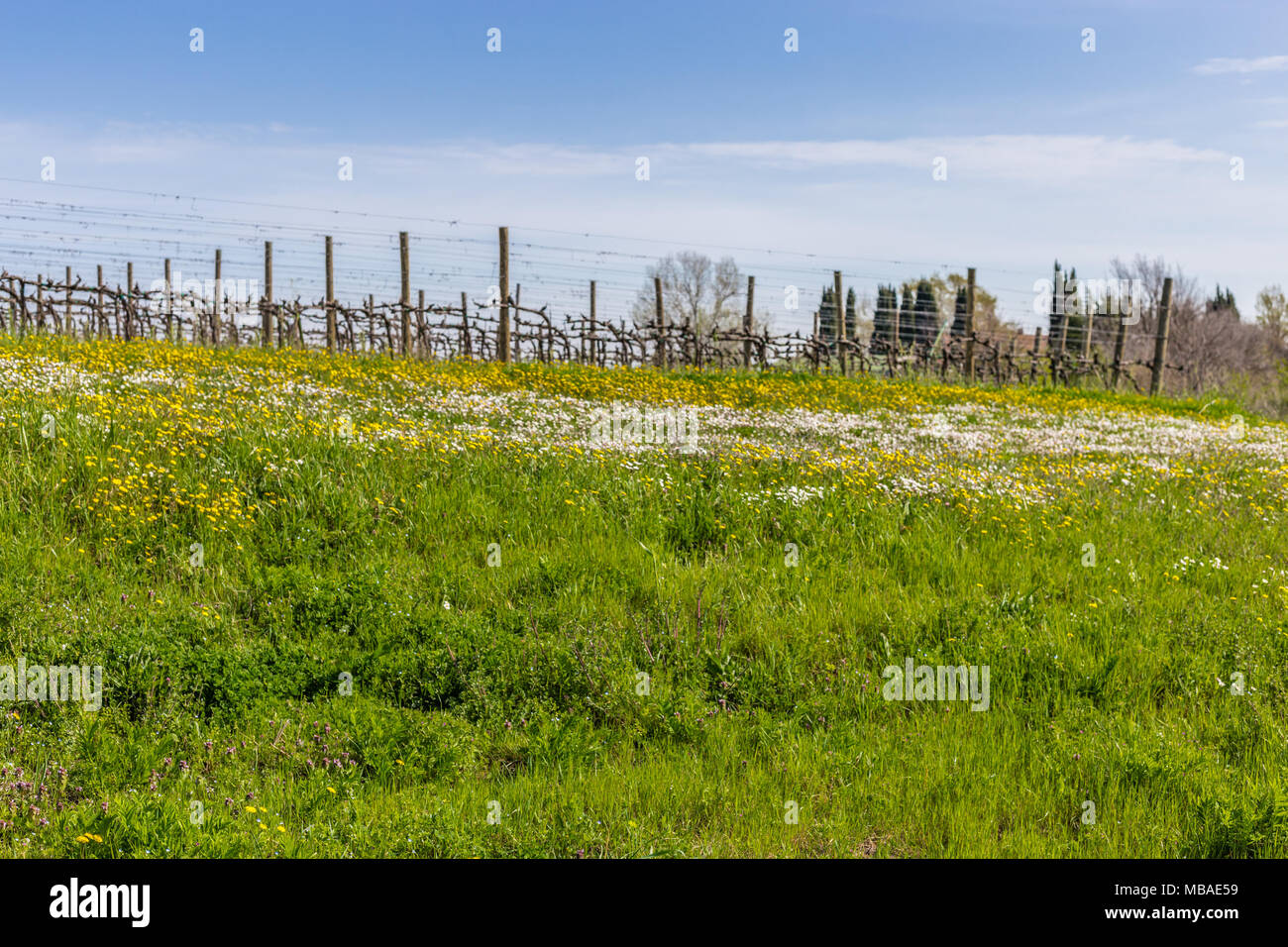 dandelions and daisies in green country fields in Italy Stock Photo - Alamy
