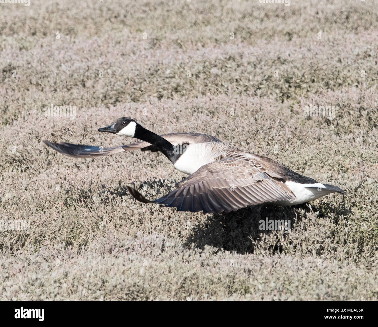 Canada goose take off hi-res stock photography and images - Alamy