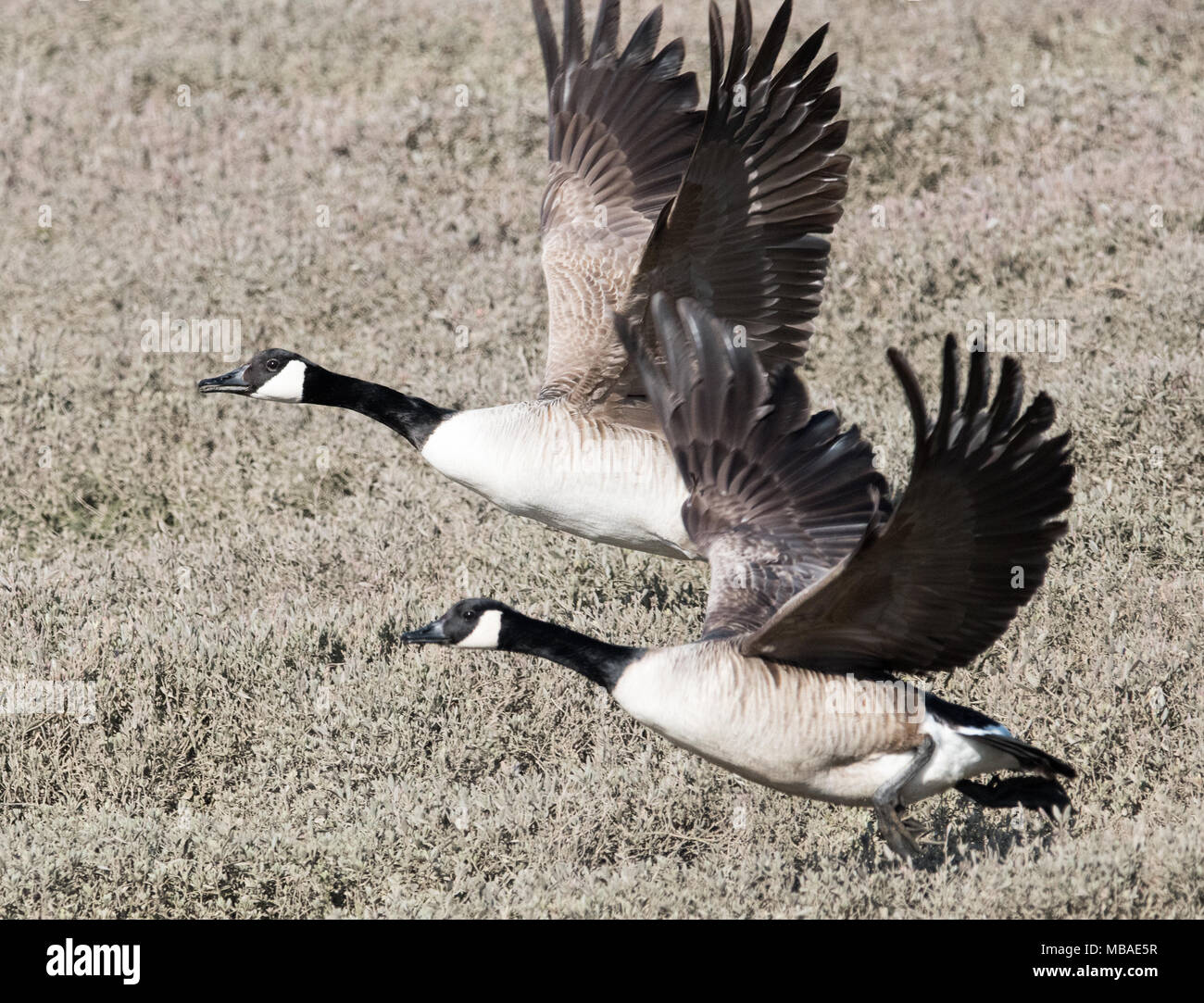 Canada geese taking off hi-res stock photography and images - Alamy