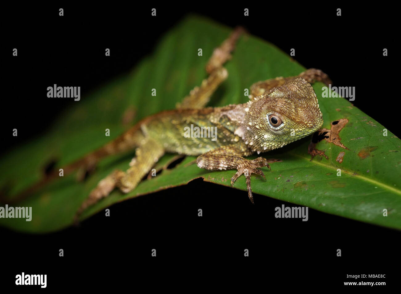 Bornean anglehead lizard baby Gonocephalus borneensis Stock Photo - Alamy