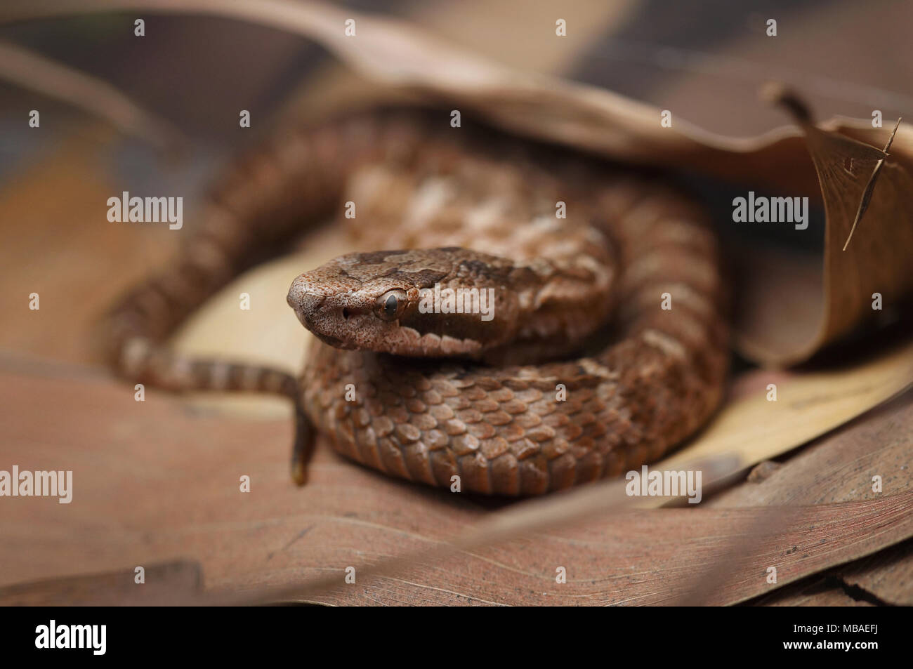 Rock mamushi Gloydius saxatilis Stock Photo - Alamy