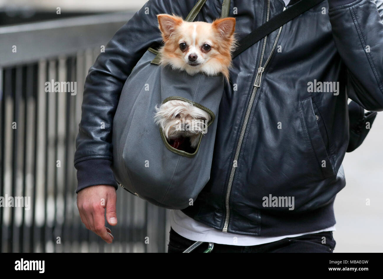 Two dogs are carried in a bag along the street in Marylebone in London ...