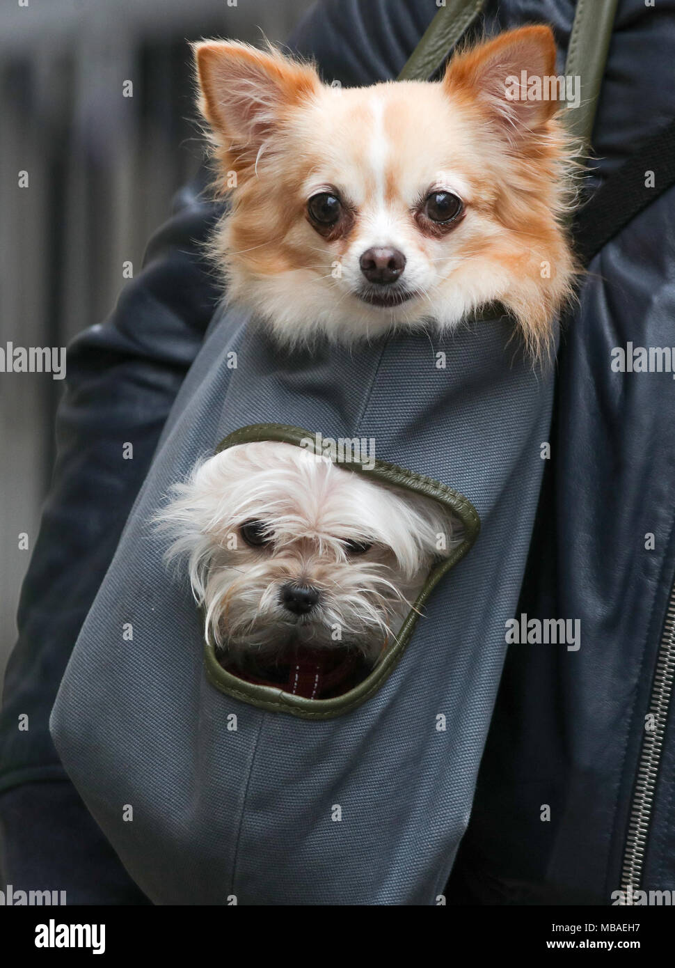 Two dogs are carried in a bag along the street in Marylebone in London ...