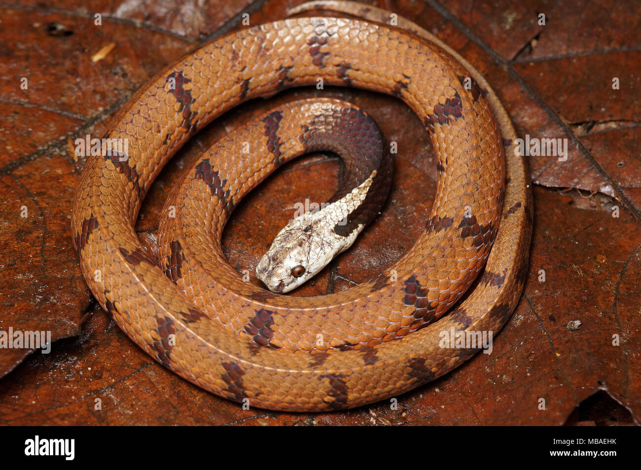 Malayan slug snake hi-res stock photography and images - Alamy