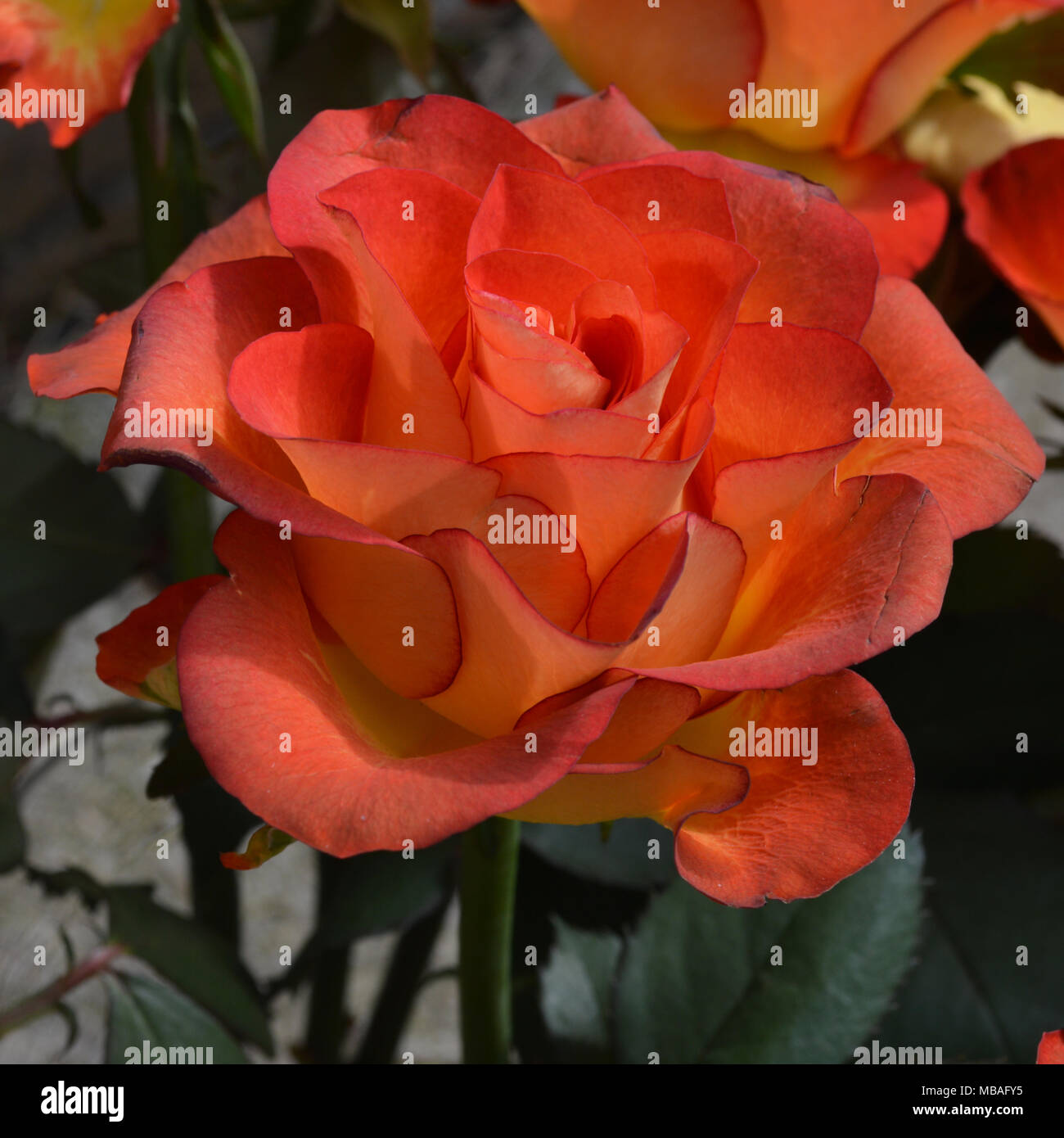 Variegated petals hi-res stock photography and images - Alamy