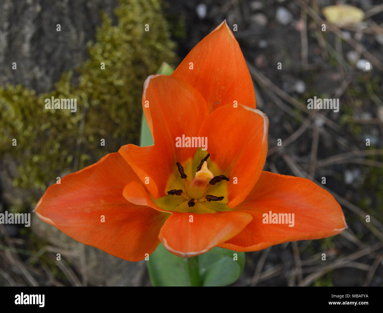 Tulip growing in ground in Swansea Stock Photo - Alamy