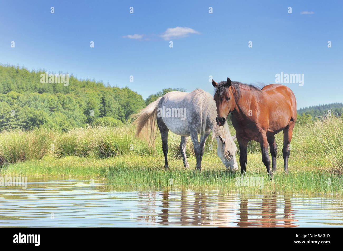 Horses in a swamp hi-res stock photography and images - Alamy