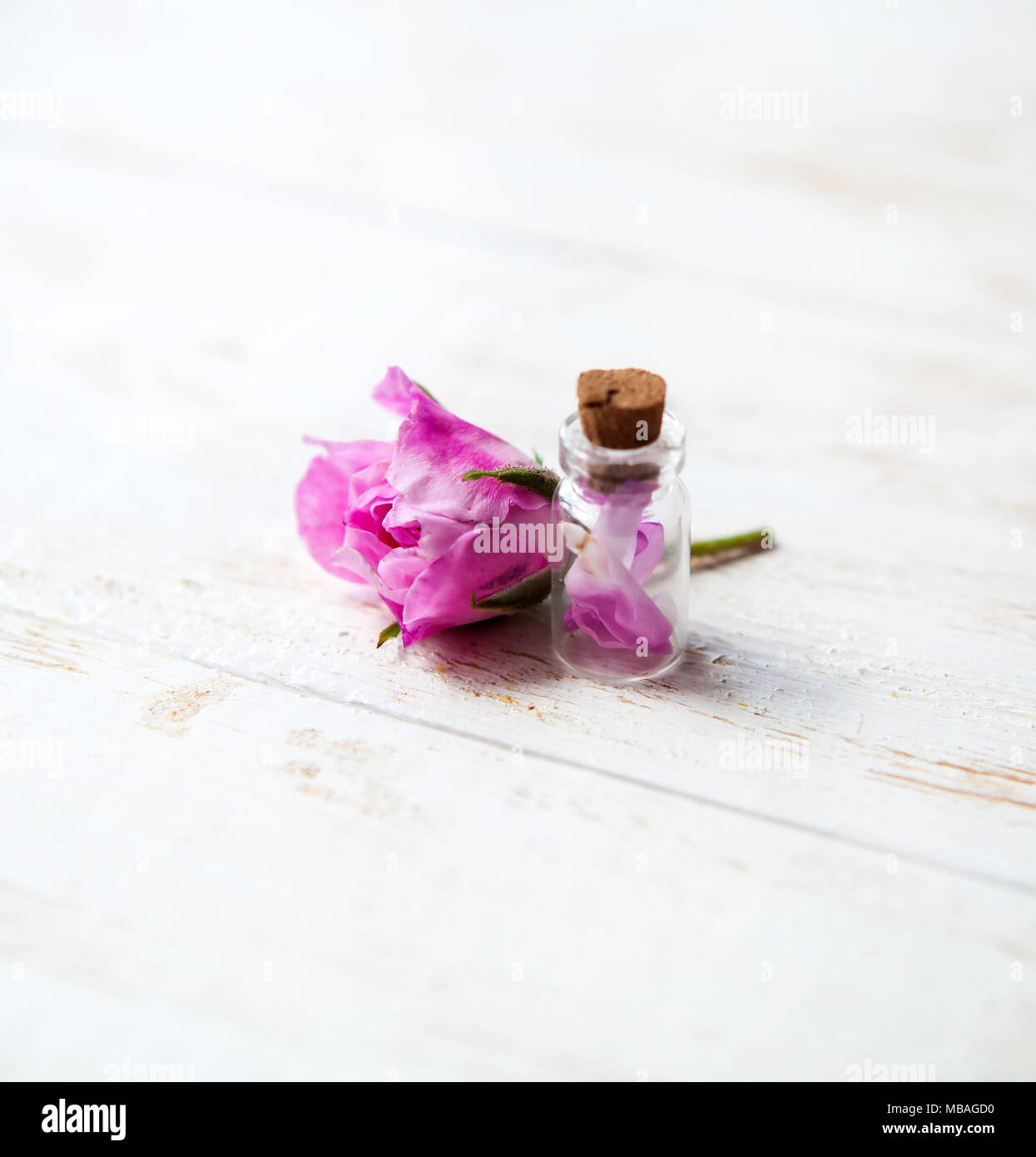 beautiful pink roses and Small glass flask with rose petals on white ...