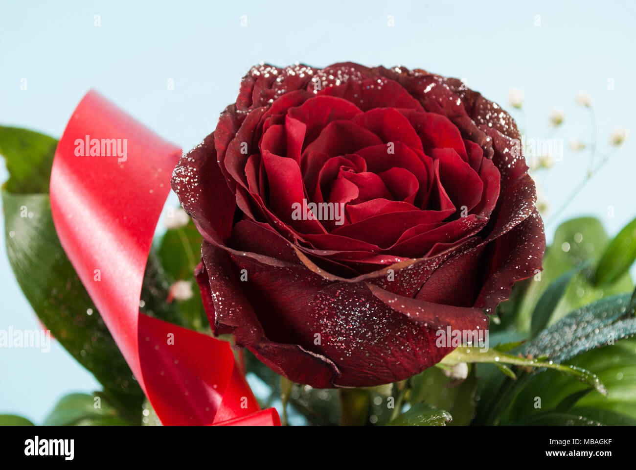 Close up decorated rose flower and red tape on blue background Stock ...