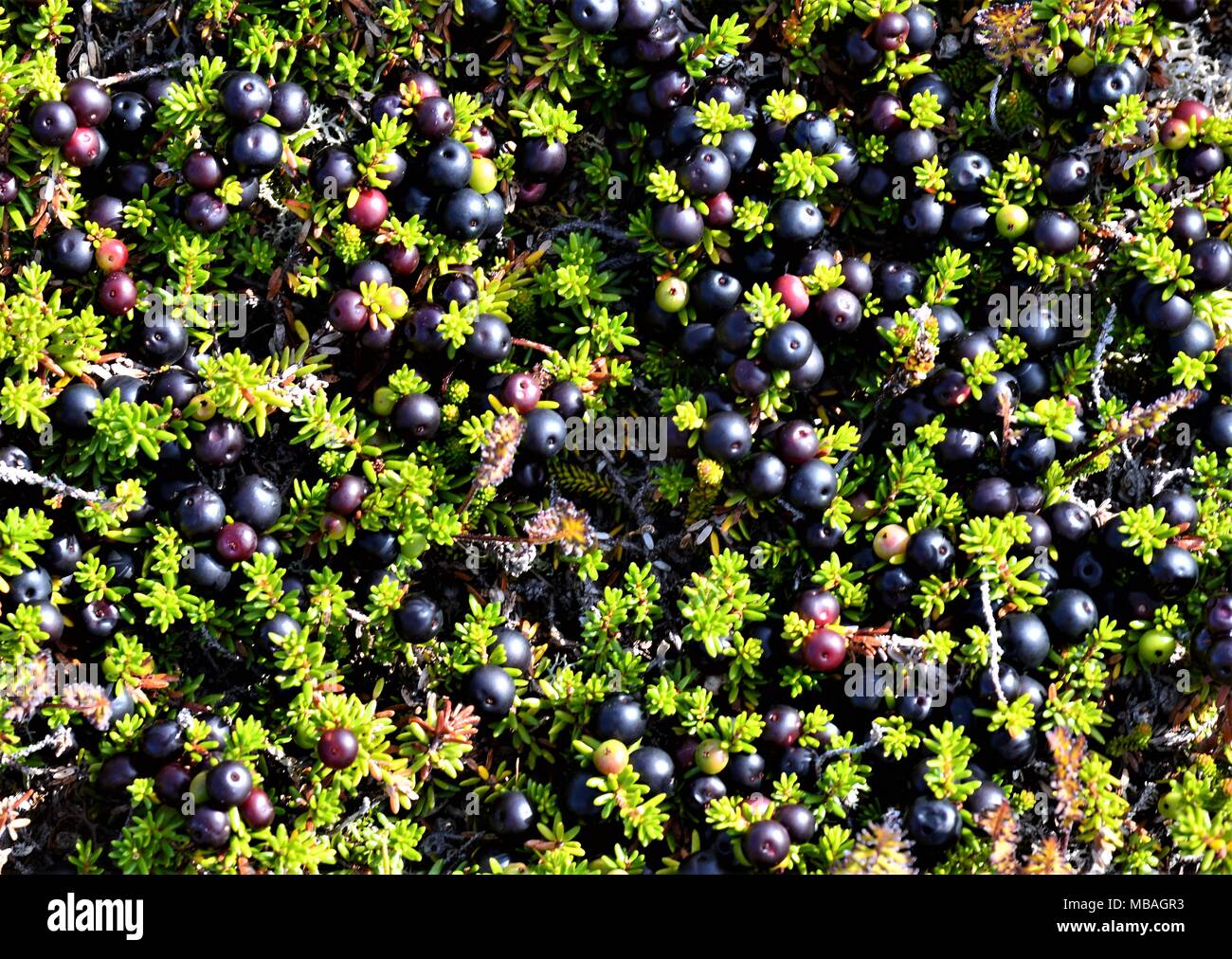 Bear berry plant hi-res stock photography and images - Alamy