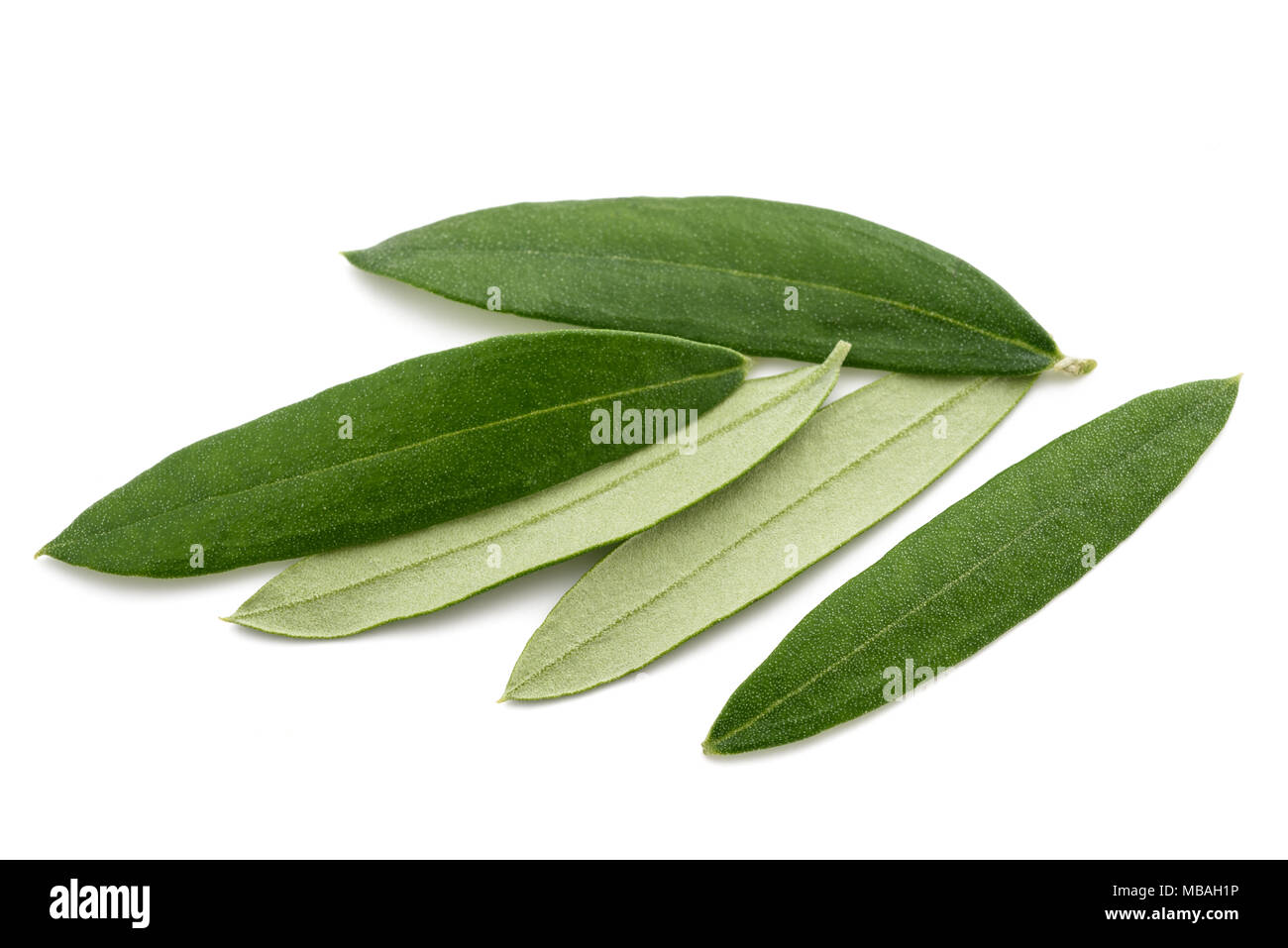 Fresh olive leaves isolated on white background Stock Photo - Alamy