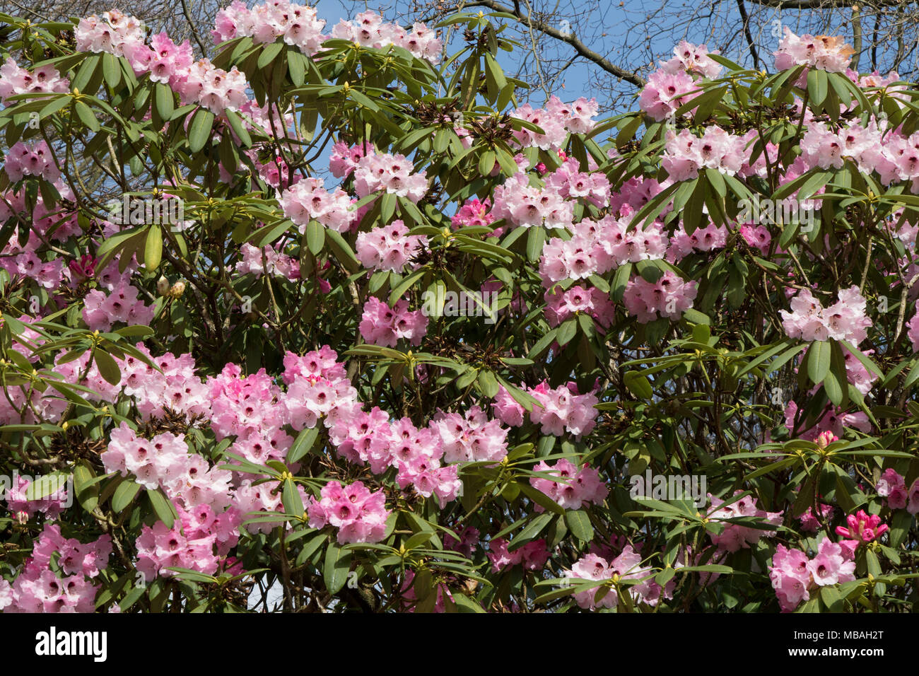 Pink and white Rhododendron Bushes Stock Photo - Alamy