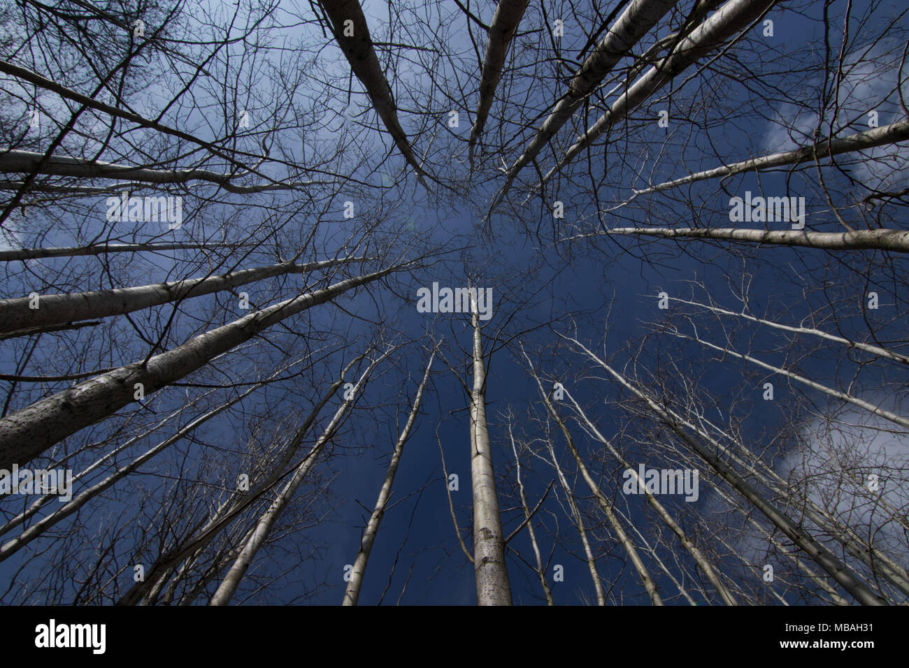 European Aspen Populus Tremula Stock Photos & European Aspen Populus ...