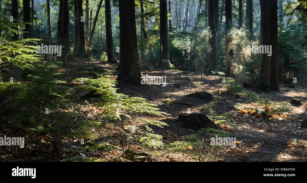 Forest of bere hi-res stock photography and images - Alamy