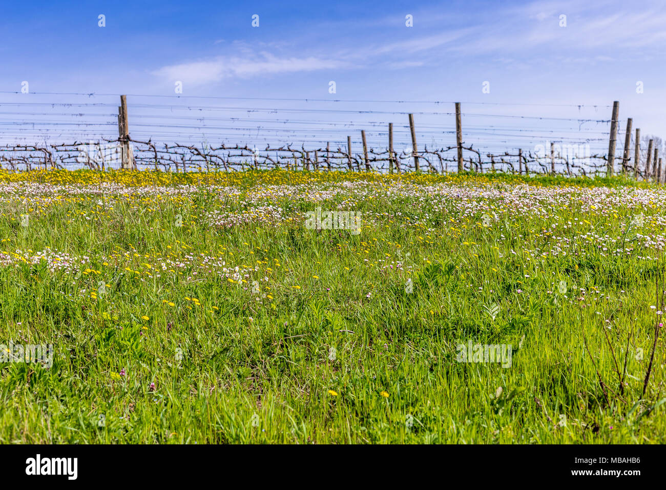 dandelions and daisies in green country fields in Italy Stock Photo - Alamy