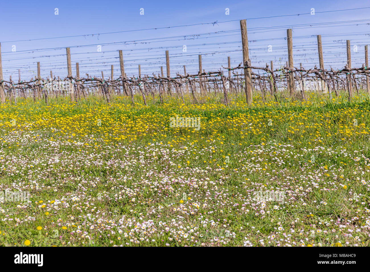 dandelions and daisies in green country fields in Italy Stock Photo - Alamy