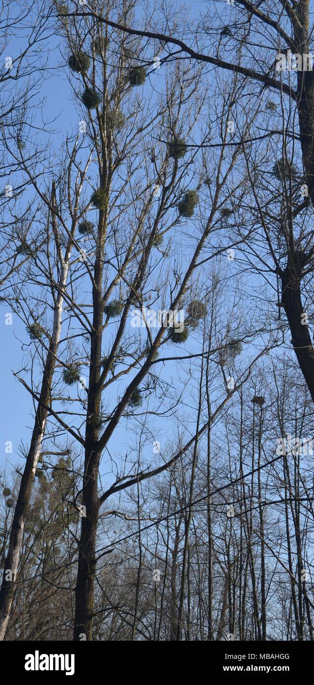 Forest in early springtime Stock Photo - Alamy