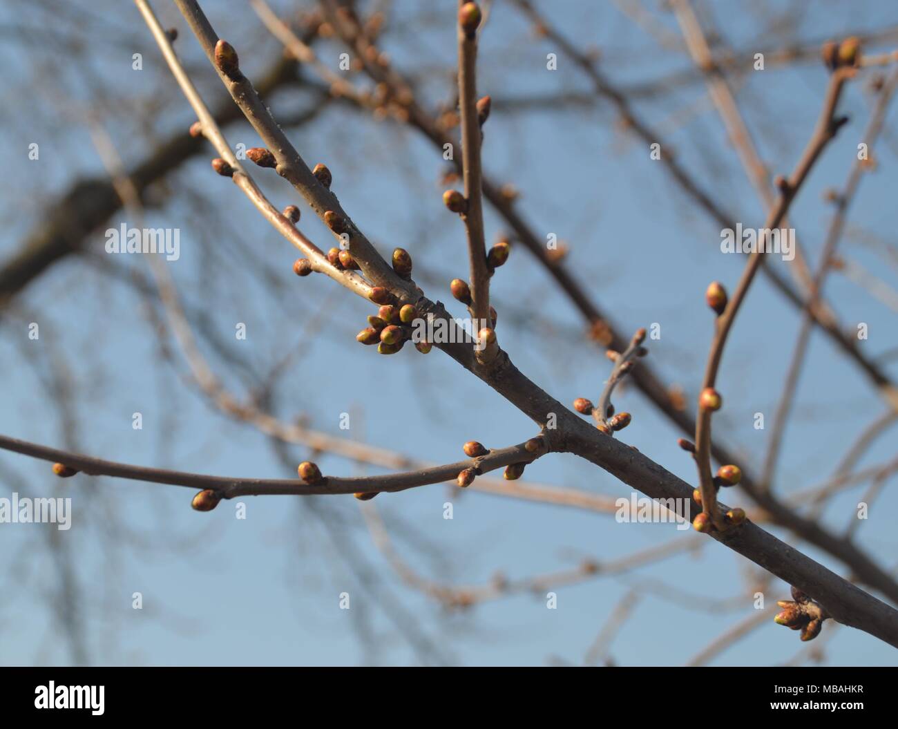 Tree branch with spring buds Stock Photo - Alamy