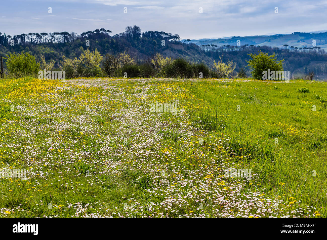 dandelions and daisies in green country fields in Italy Stock Photo - Alamy