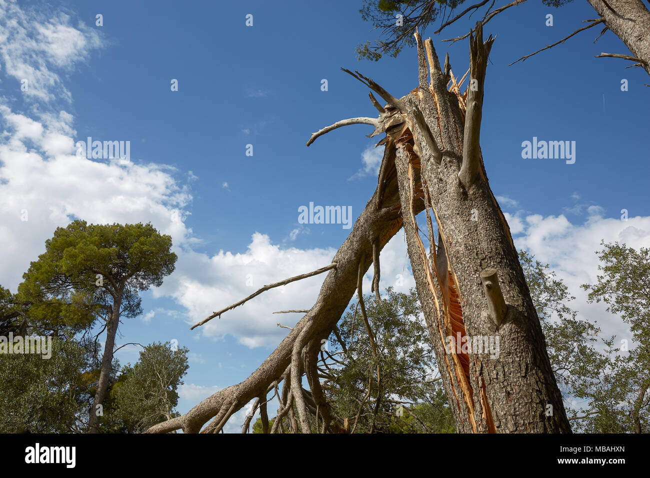 Storm damage and broken tree in the forest Stock Photo - Alamy