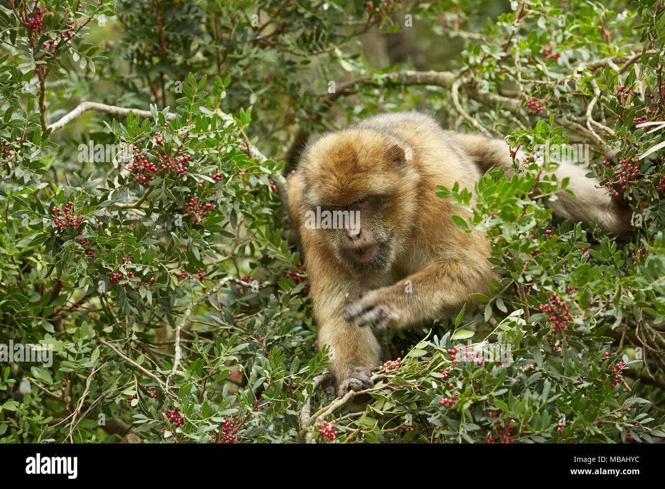 The Barbary Macaque monkeys of Gibraltar. The only wild monkey ...