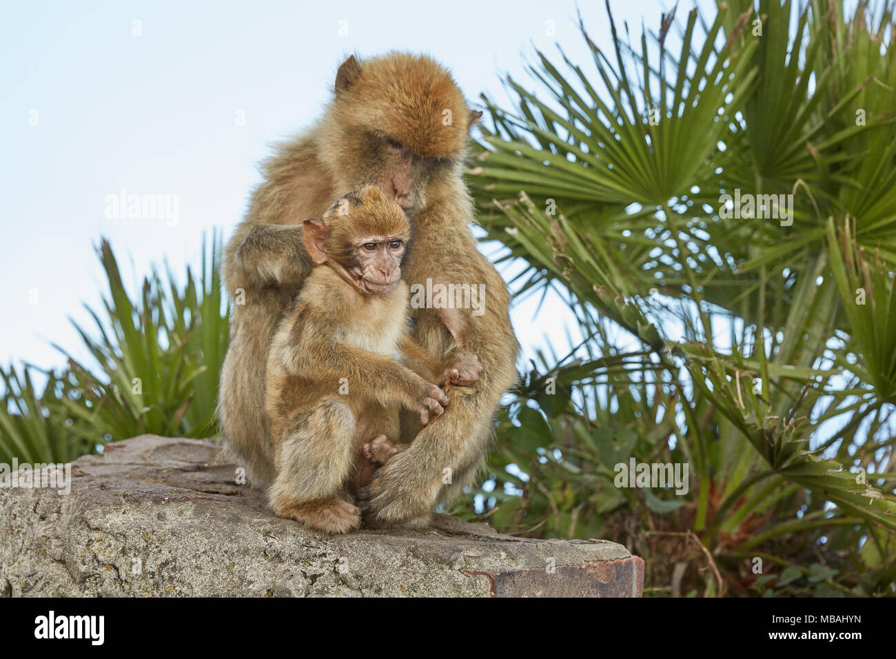 The Barbary Macaque monkeys of Gibraltar. The only wild monkey ...
