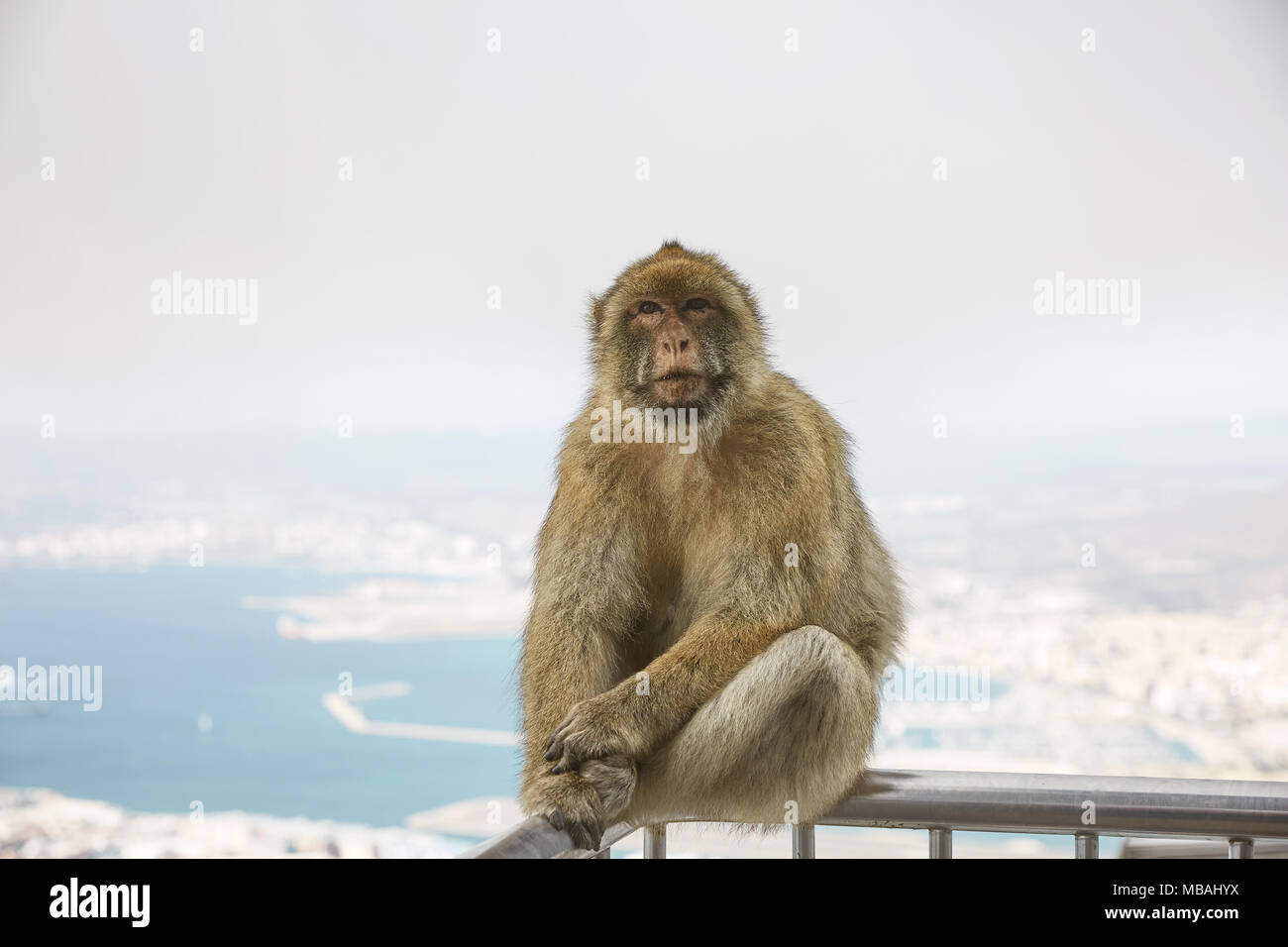 Monkey population hi-res stock photography and images - Alamy
