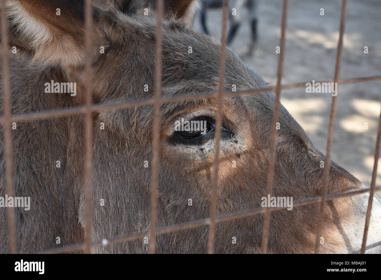 Captivitie hi-res stock photography and images - Alamy