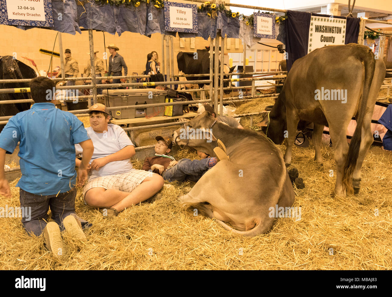 Houston livestock show and rodeo hi-res stock photography and images ...