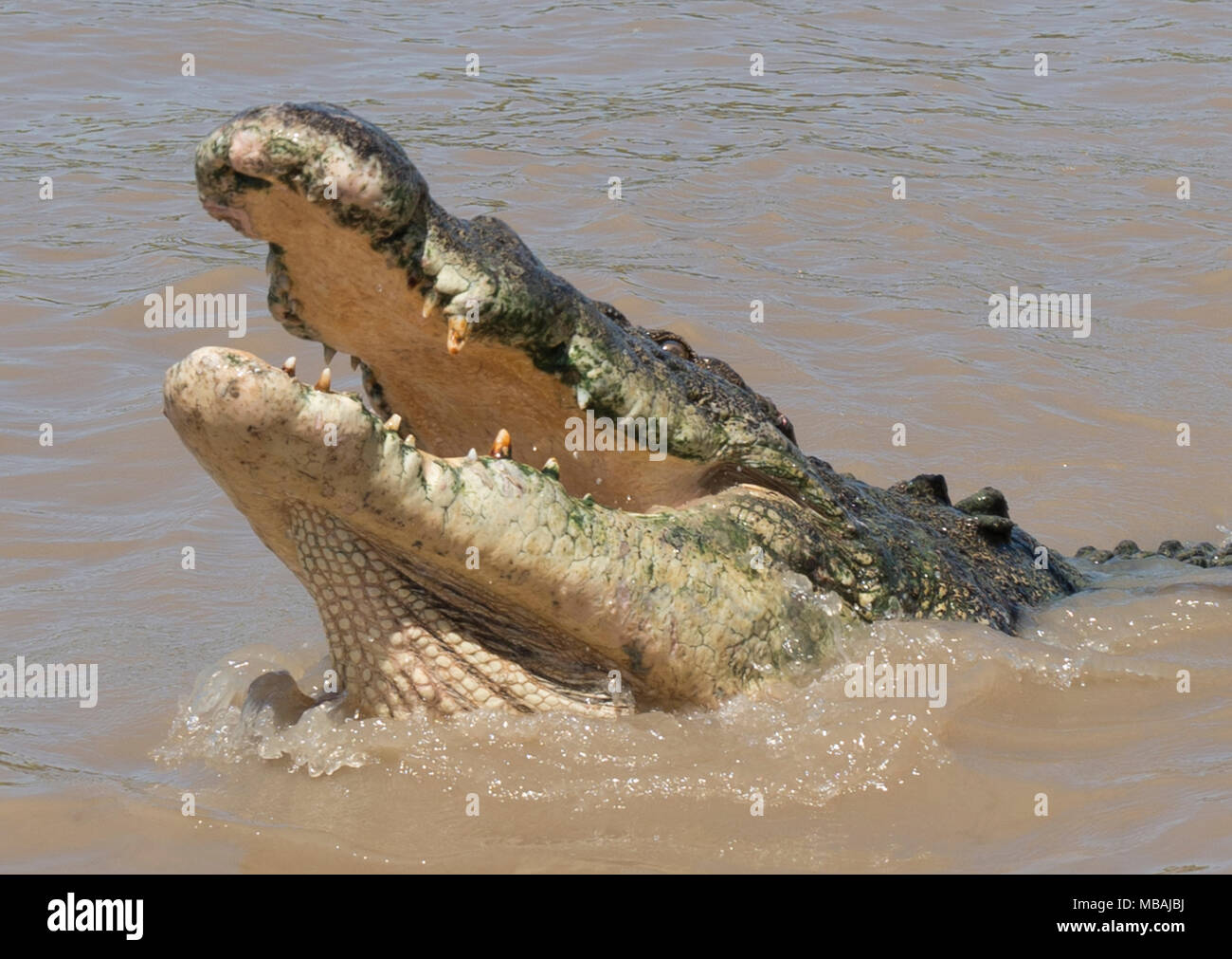 A saltwater Crocodile on the Adelaide River East of Darwin, Northern ...