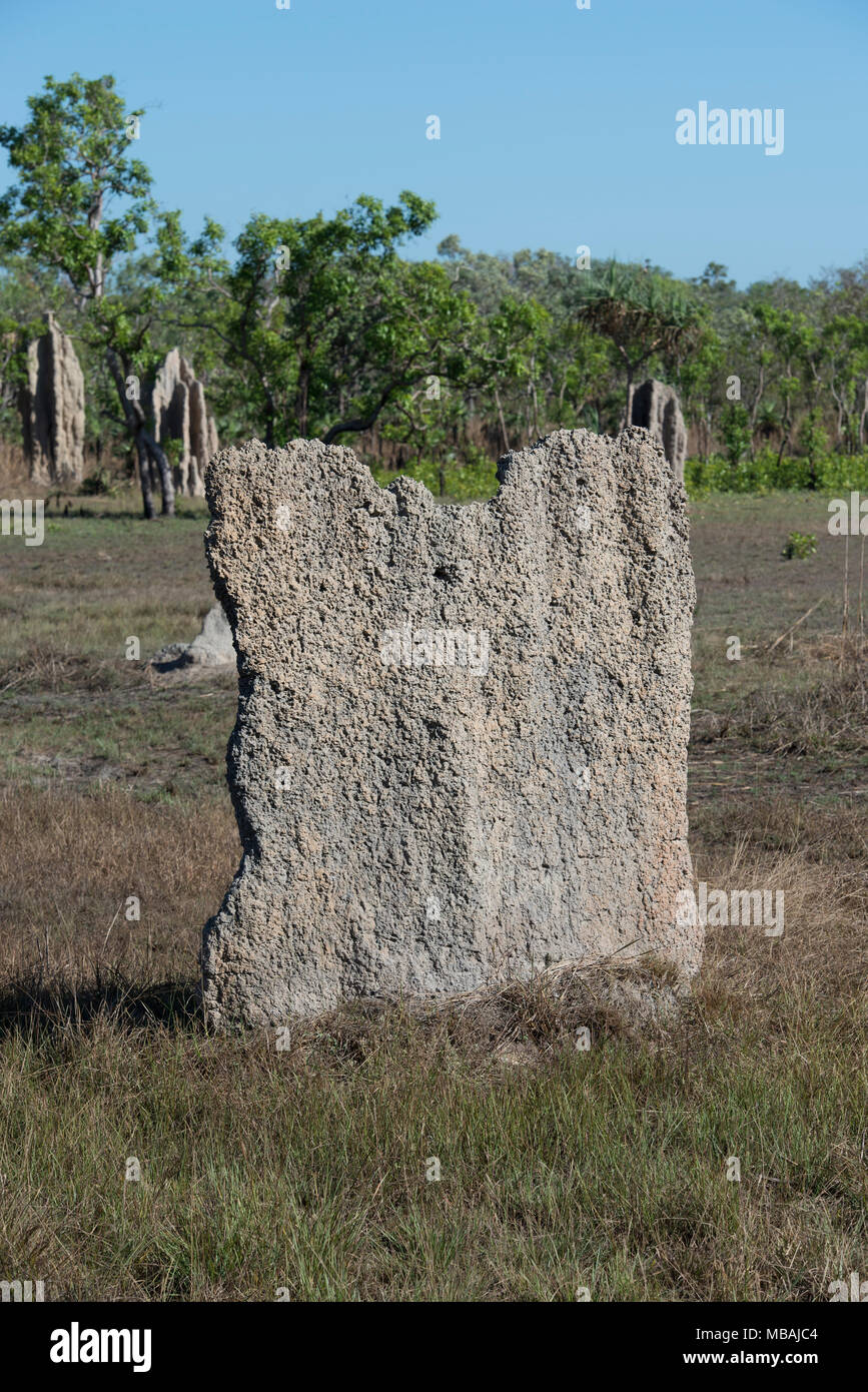 Magnetic Termite Mounds in Litchfield National Park, Northern Territory ...