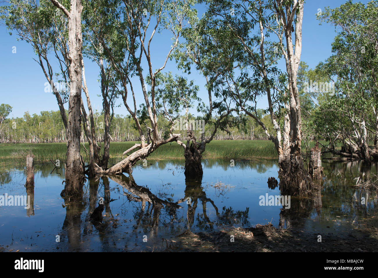 Tabletop Swamp in Litchfield National Park, Northern Territory ...