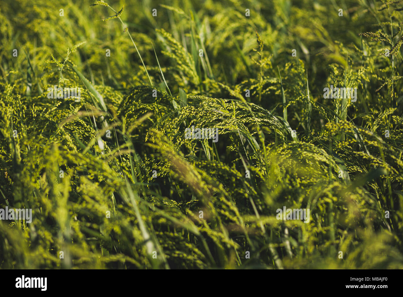 Closeup view of green rye field background. Horizontal color ...