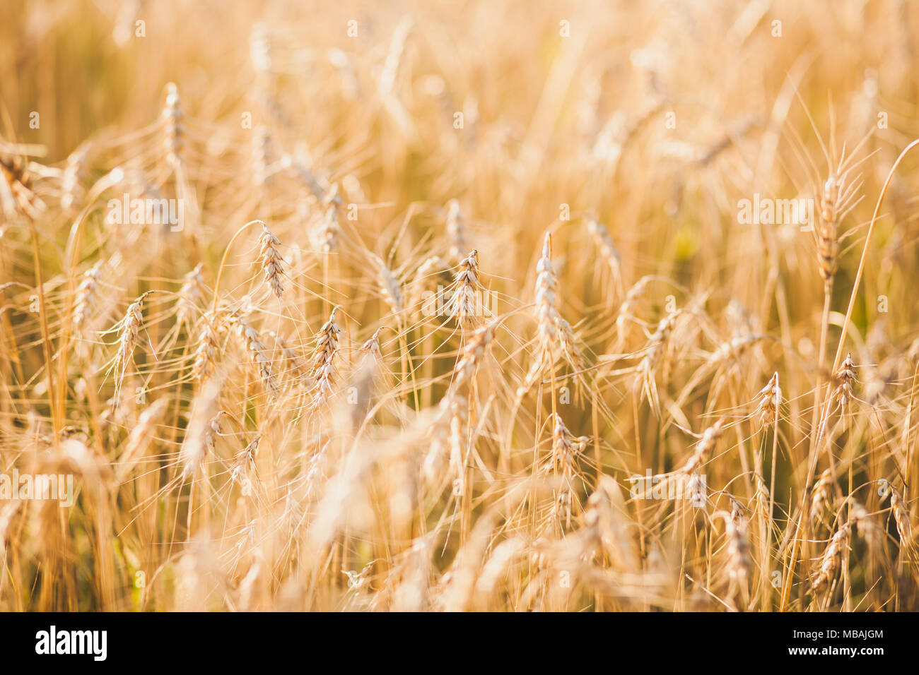 Sunny golden wheat field background. Horizontal color photography Stock ...