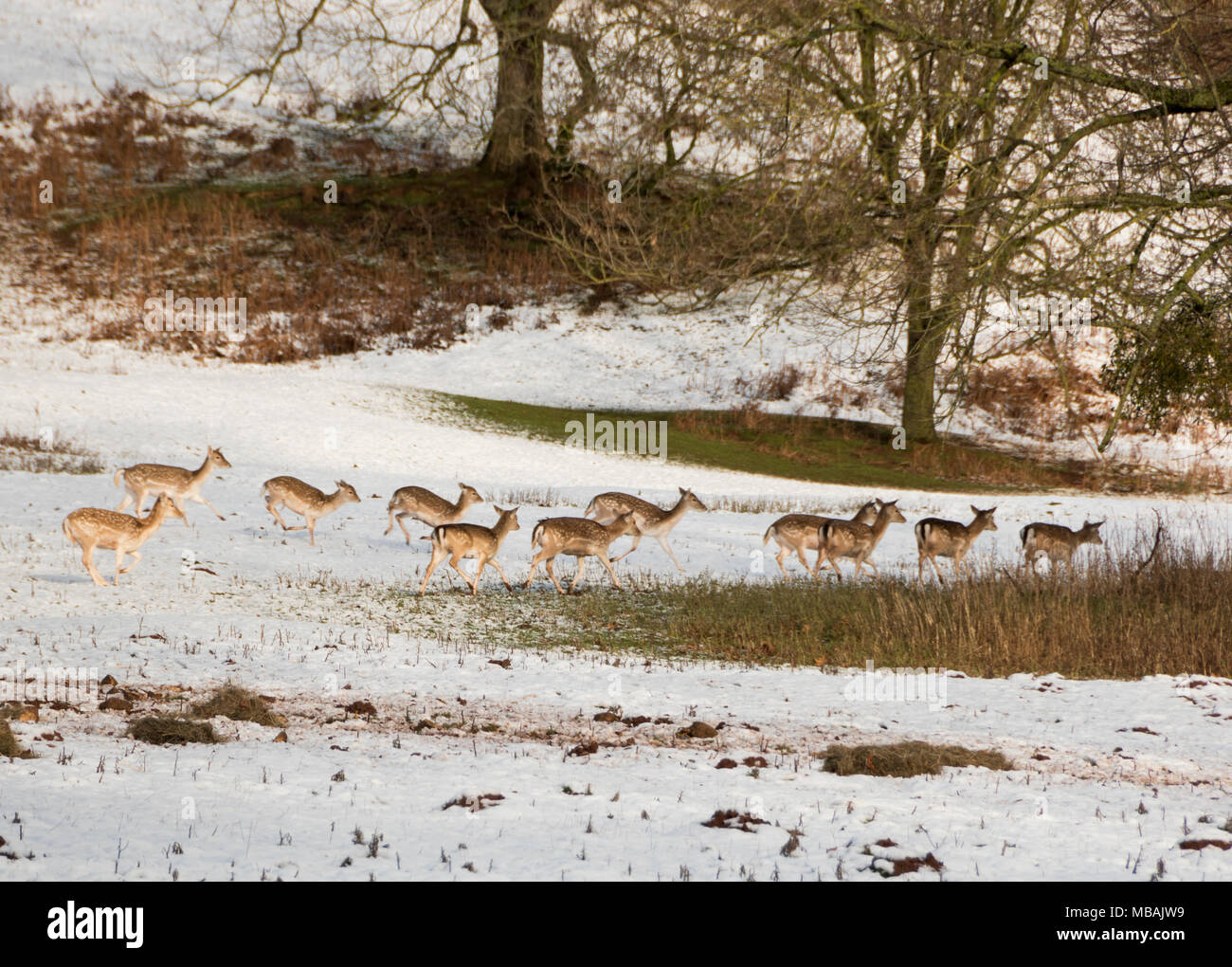 Deer in ashton court hi-res stock photography and images - Alamy